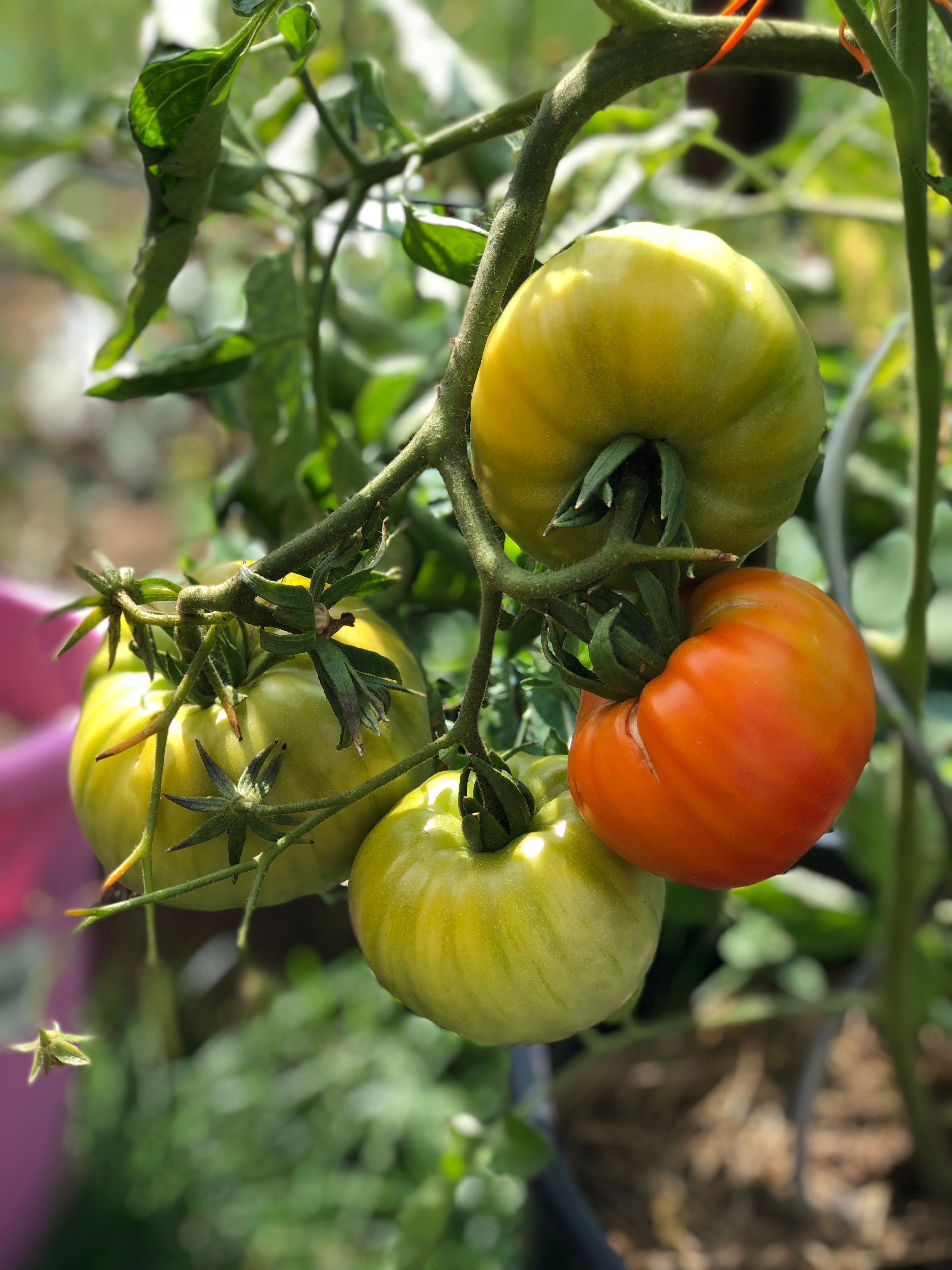 Le virus de la tomate frappe à son tour – ChesterGarden Le virus de la tomate frappe à son tour – ChesterGarden